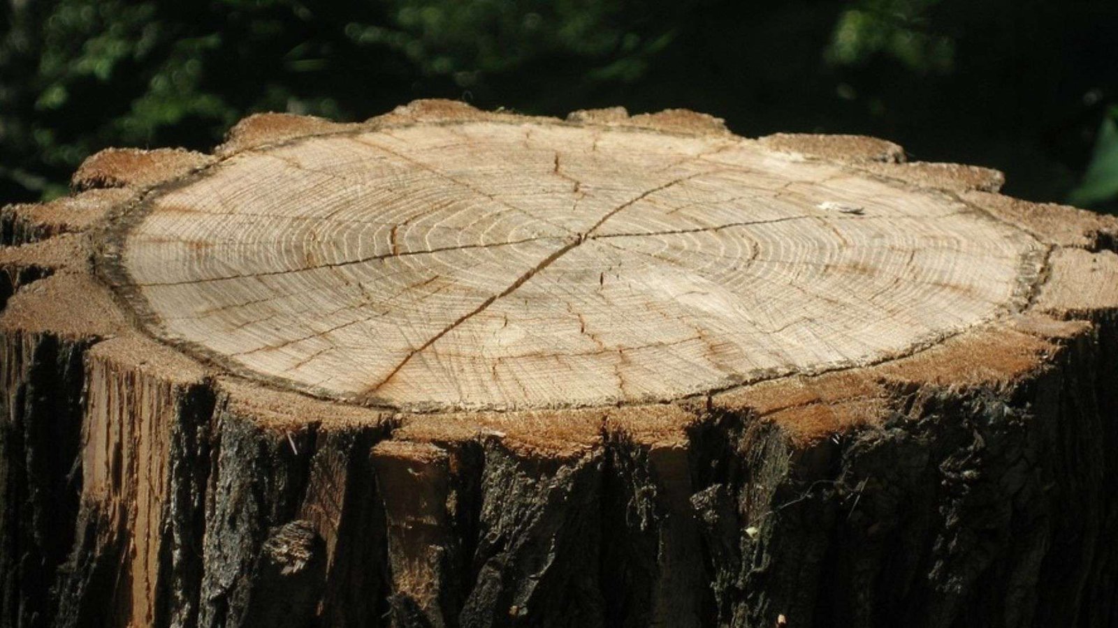 Understanding Wood Anatomy And Structure - GLZ Woodworking